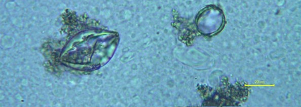 MikroCaps Fragrances | MikroCaps d.o.o.